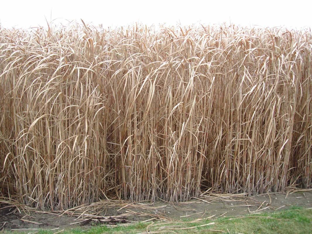 The Biofuel Potential of Elephant Grass