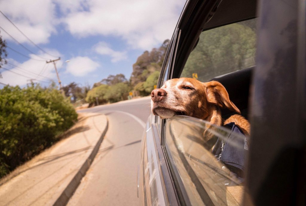 Travelling with a dog these holidays? How to safely restrain your dog